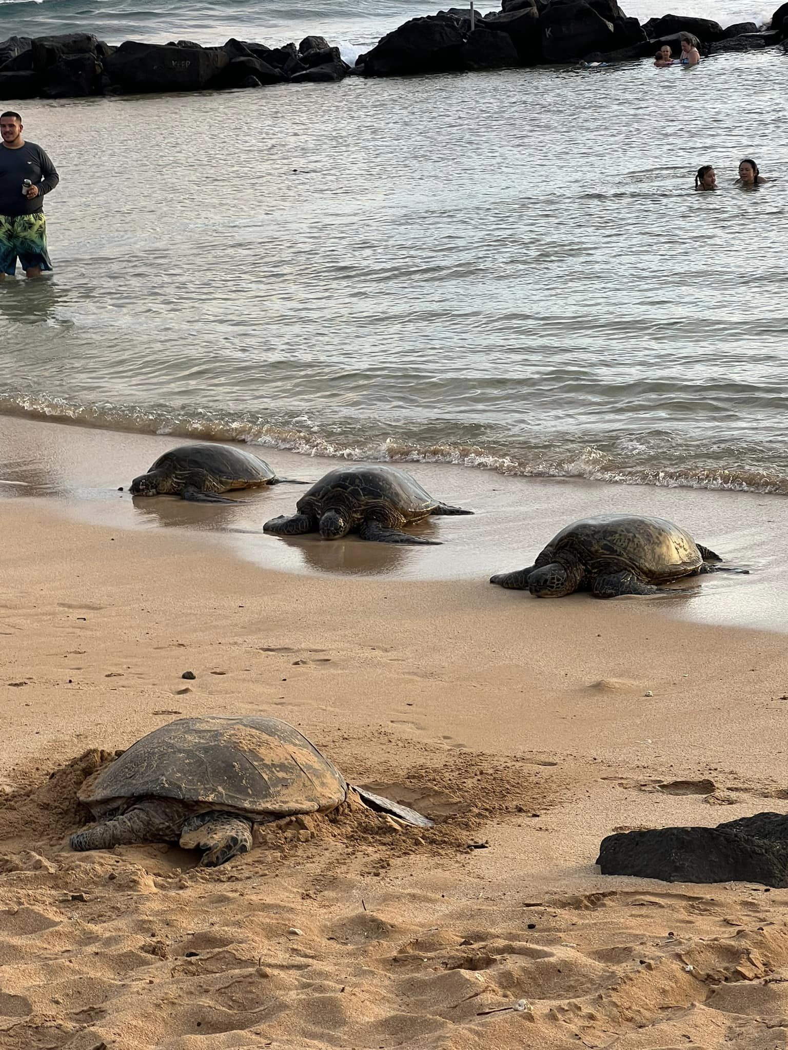 Turtle Peace | Love Changes everything